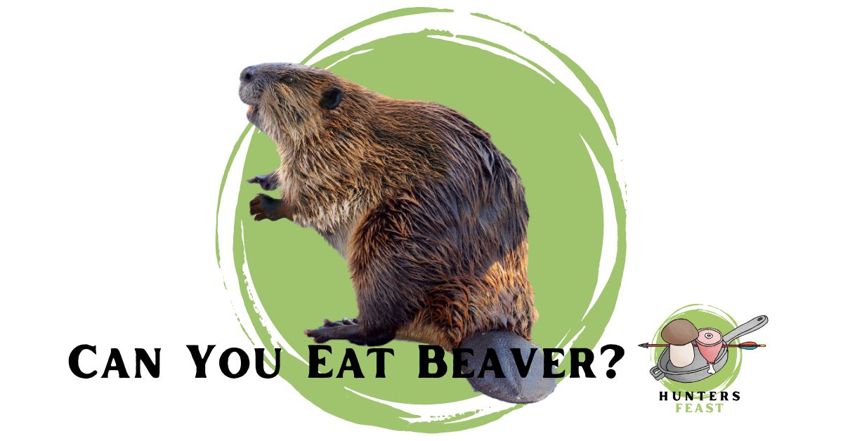 Can You Eat Beaver? What Does it Taste Like