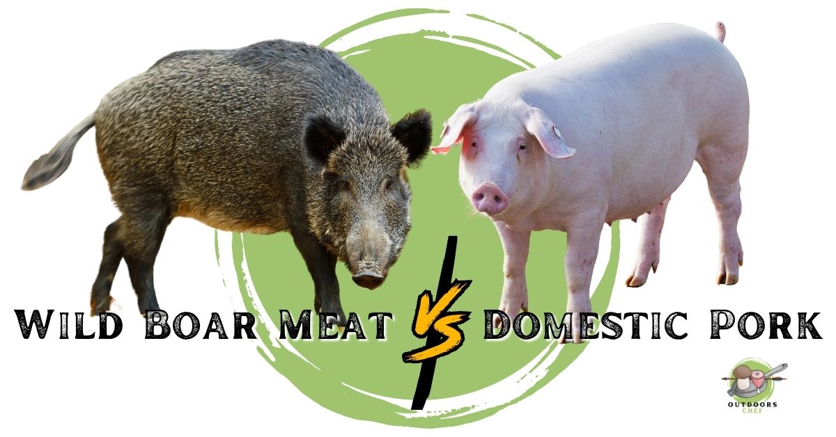 Wild Boar Meat Vs Domestic Pork